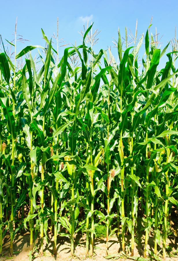Maize field stock image. Image of power, soil, seeds - 24670397