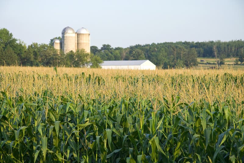 Maize field stock photo. Image of rustic, large, outbuilding - 3009916