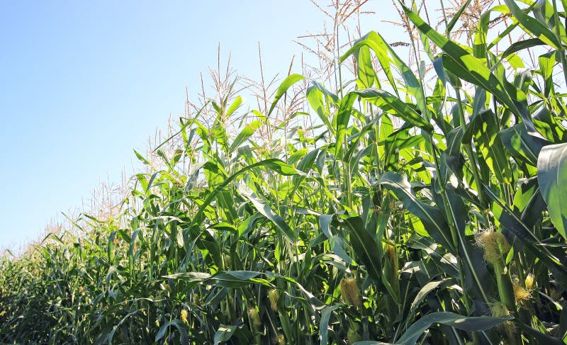 Maize field stock image. Image of maize, crops, poaceae - 32734909