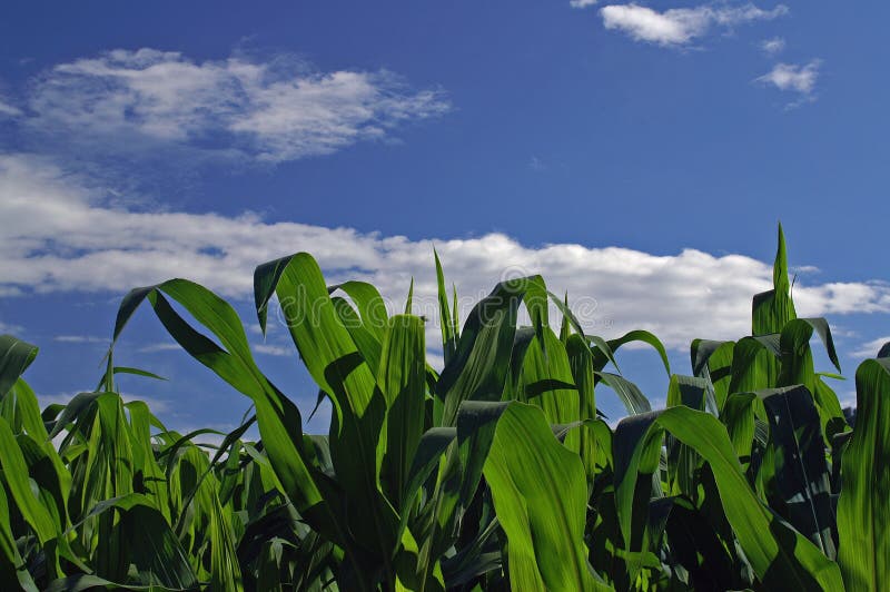 Maize field stock image. Image of domestic, farm, clouds - 5689097