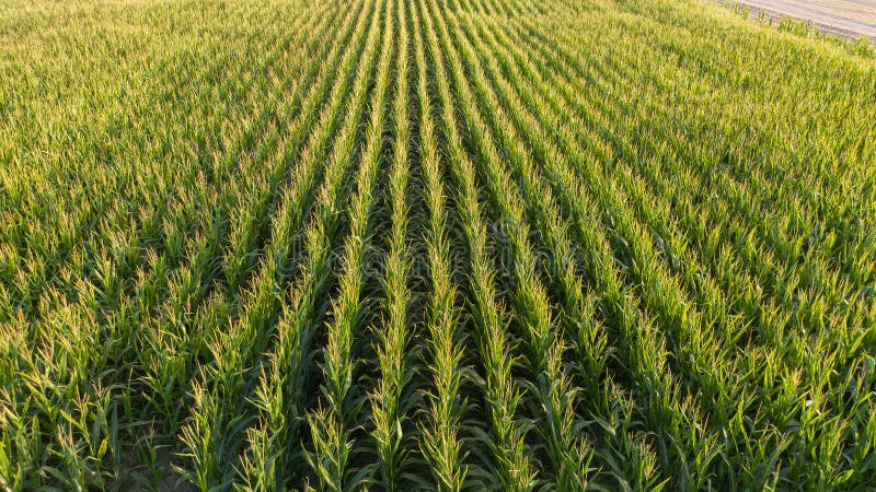Maize Field for Animal Feed Stock Photo - Image of cultivated, fuel ...