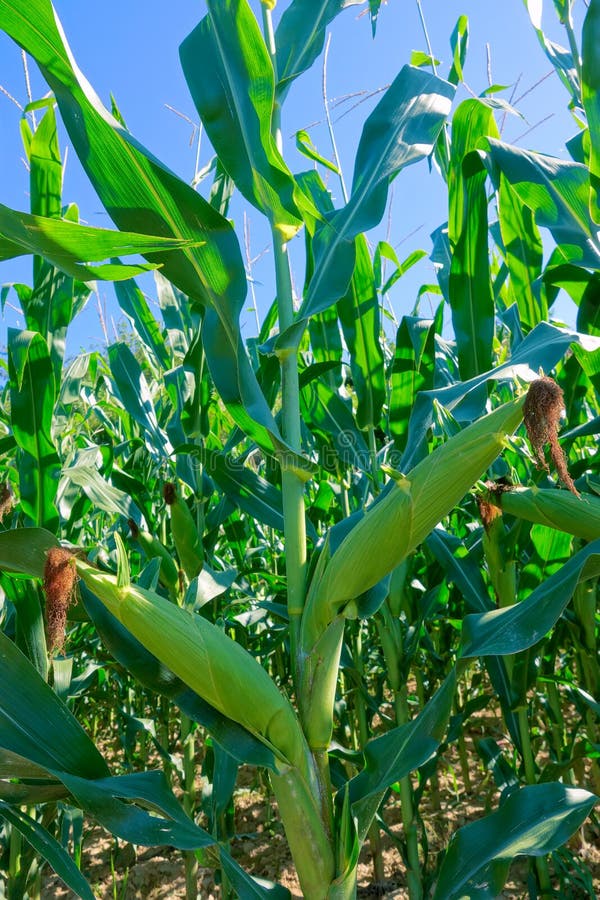 Maize field stock photo. Image of leaf, fruit, maize - 195237212