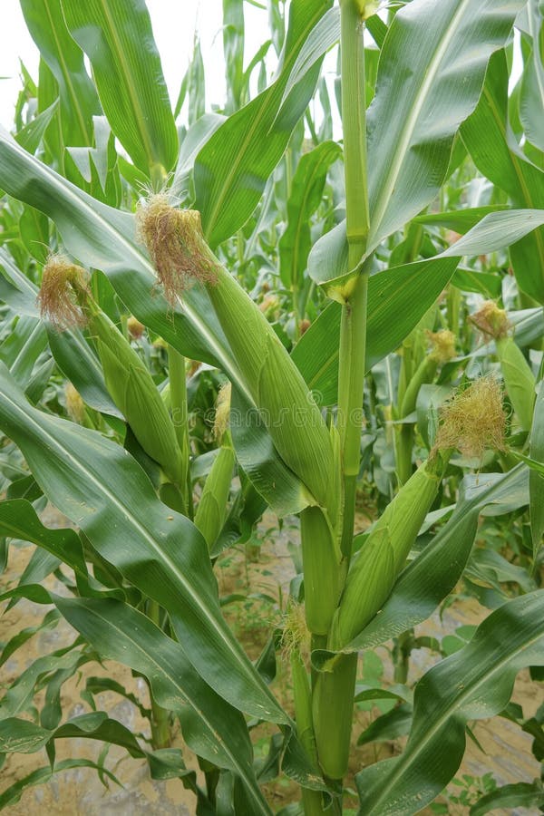Maize field stock image. Image of cultivated, farm, fruit - 192535497
