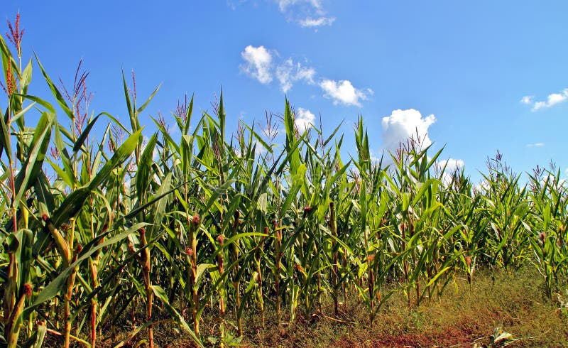 Maize Field and Blue Sky Landscape Stock Photo - Image of postcard ...