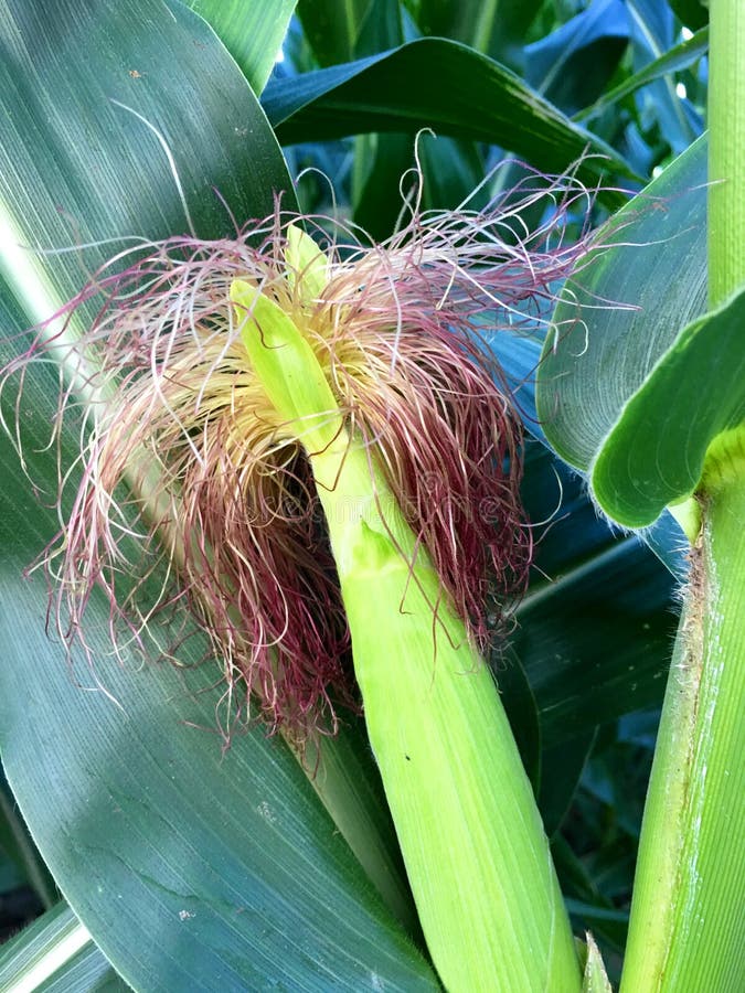 Maize on field stock image. Image of crop, macro, agriculture - 101180769