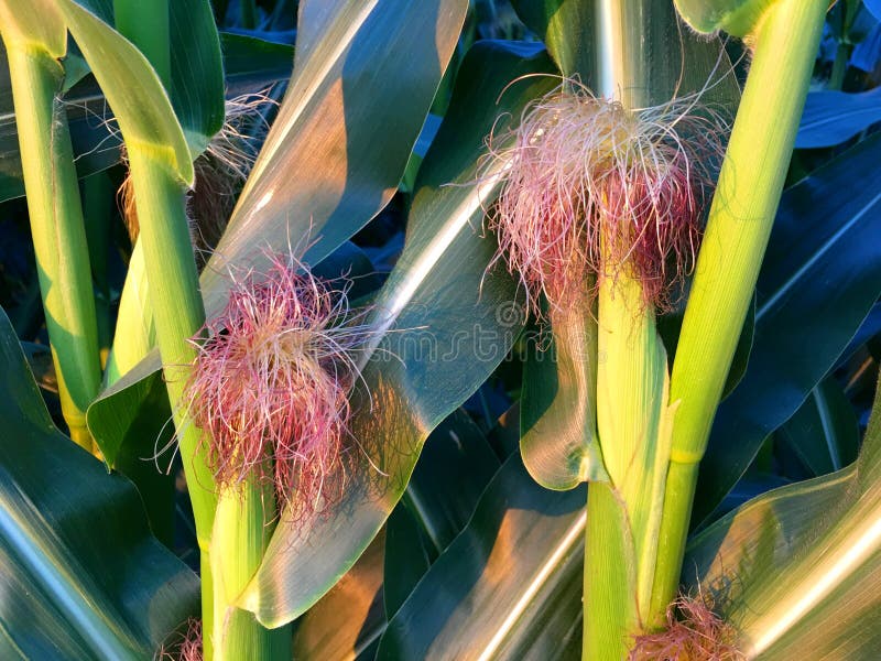 Maize on field stock photo. Image of agriculture, macro - 101181034