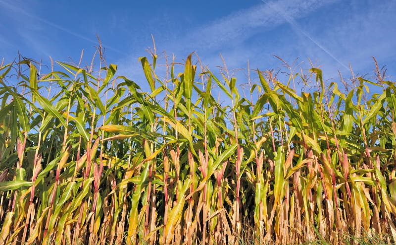 Maize field stock image. Image of corn, mature, field - 33435887