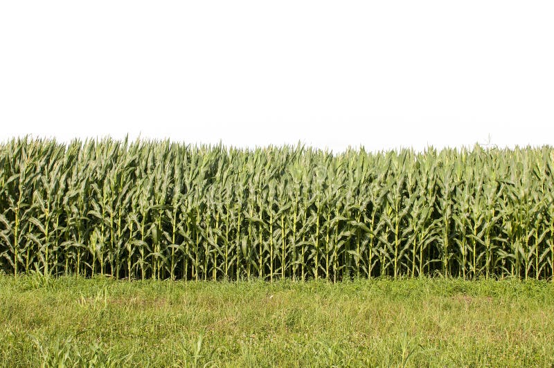 275 Corn Field Transparent Stock Photos - Free & Royalty-Free Stock ...