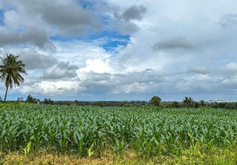 Maize Field Covered with Blue Skies and White Clouds Stock Photo ...