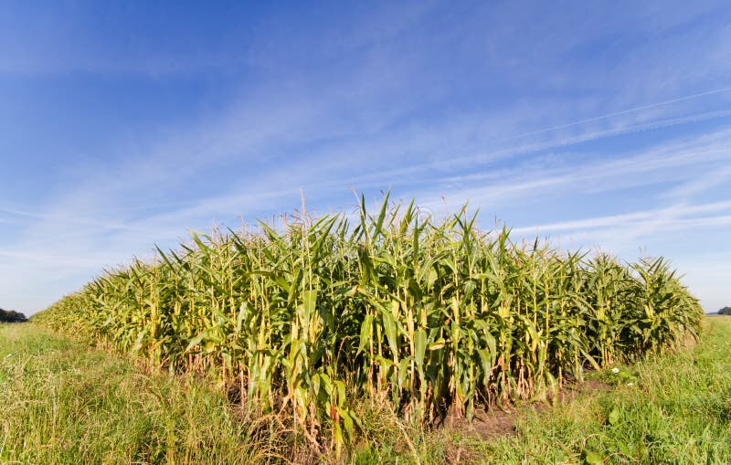 Maize field stock image. Image of agriculture, blue, field - 60107447