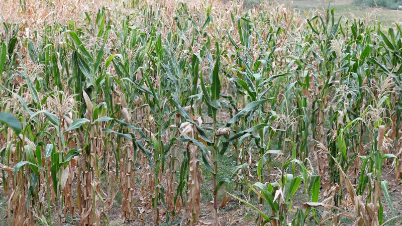 Maize Field stock image. Image of food, fields, crop - 76375279