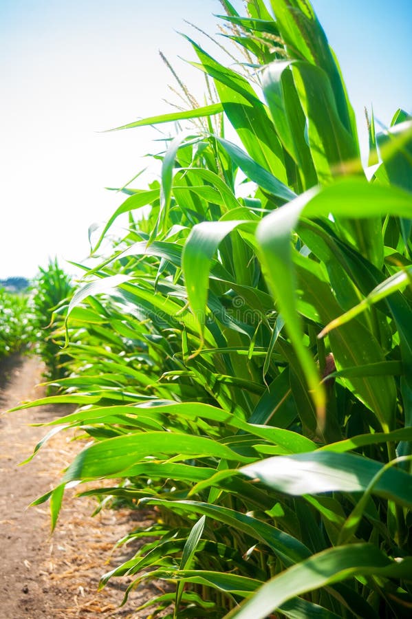 Maize on the field stock photo. Image of industry, biofuel - 134907538