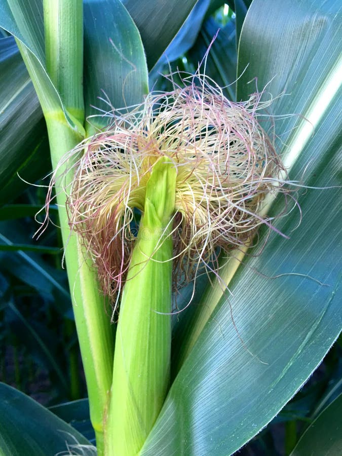 Maize on field stock image. Image of farming, field - 101180707