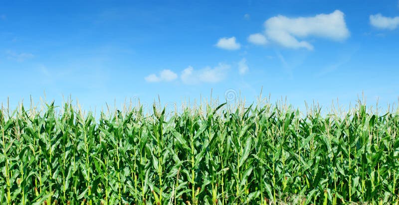 Maize Field Panorama Against Blue Sky Stock Photo - Image of farmland ...