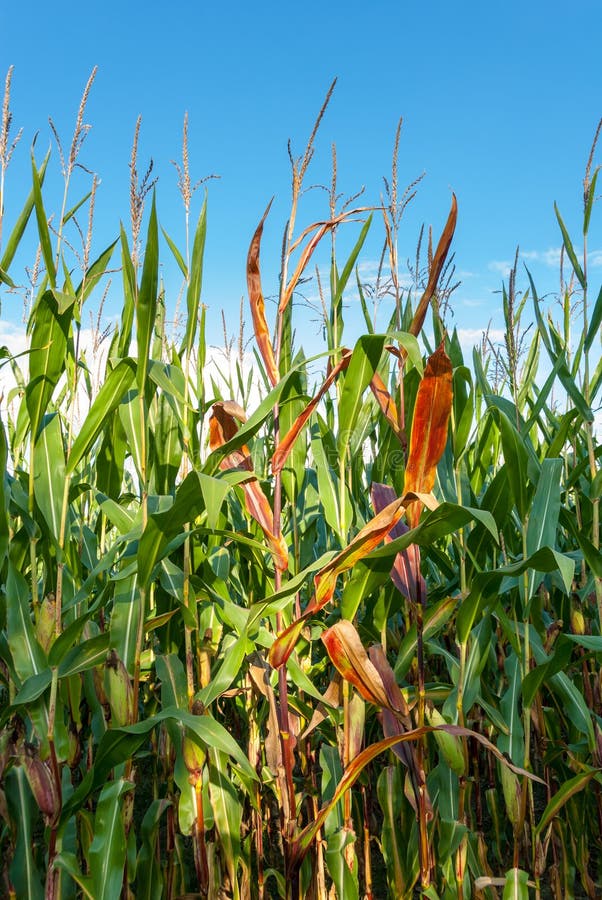 Maize field stock image. Image of power, soil, seeds - 24670397