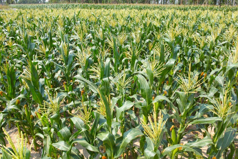 In the maize field stock image. Image of agriculture - 191153123