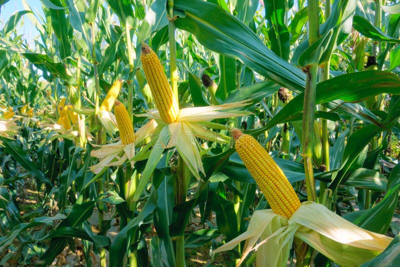 In the maize field stock image. Image of agriculture - 191153123