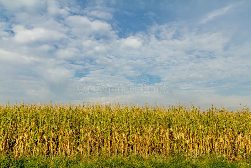 In the maize field stock image. Image of agriculture - 191153123