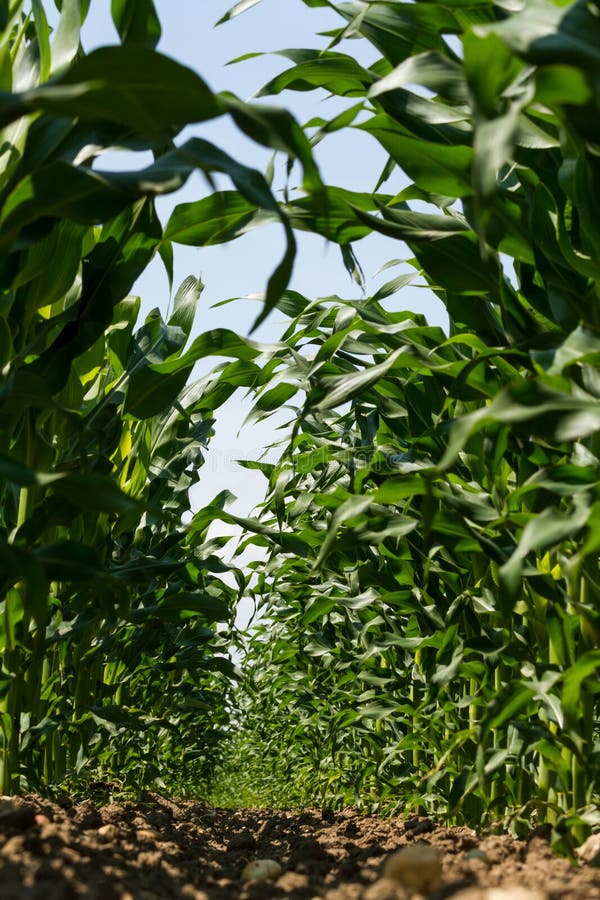 Maize field in spring stock image. Image of food, nature - 32339045
