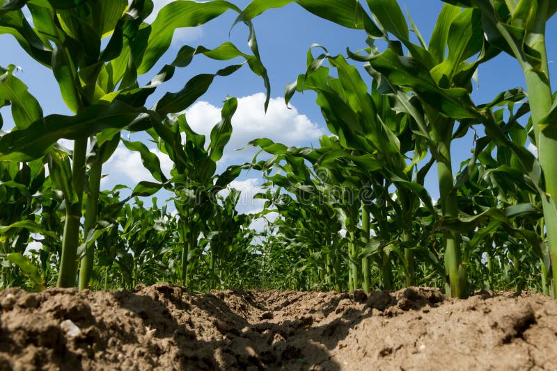 Maize field in spring stock photo. Image of brightly - 32363934