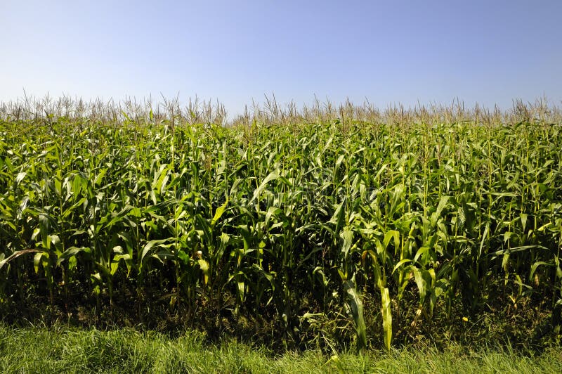 Maize field stock photo. Image of rustic, large, outbuilding - 3009916