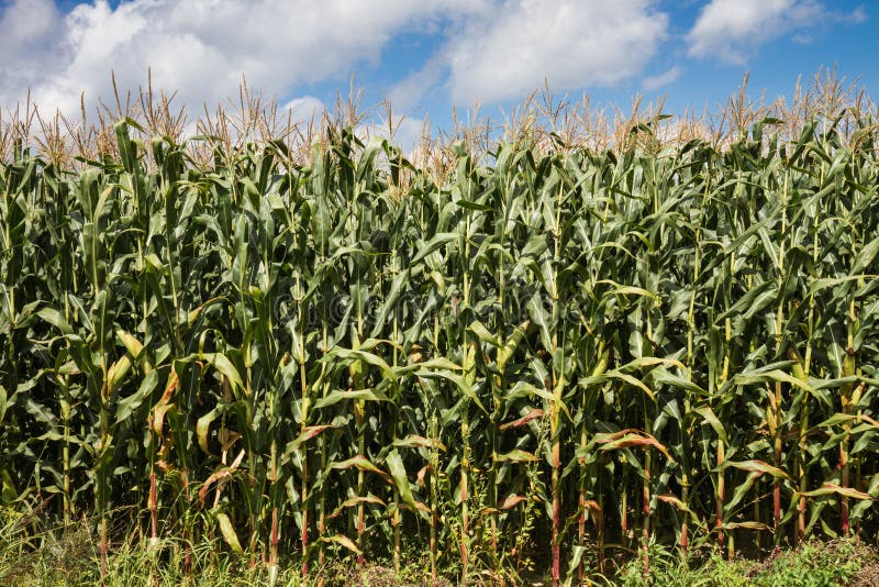 Maize field stock photo. Image of cloud, field, summer - 44251314