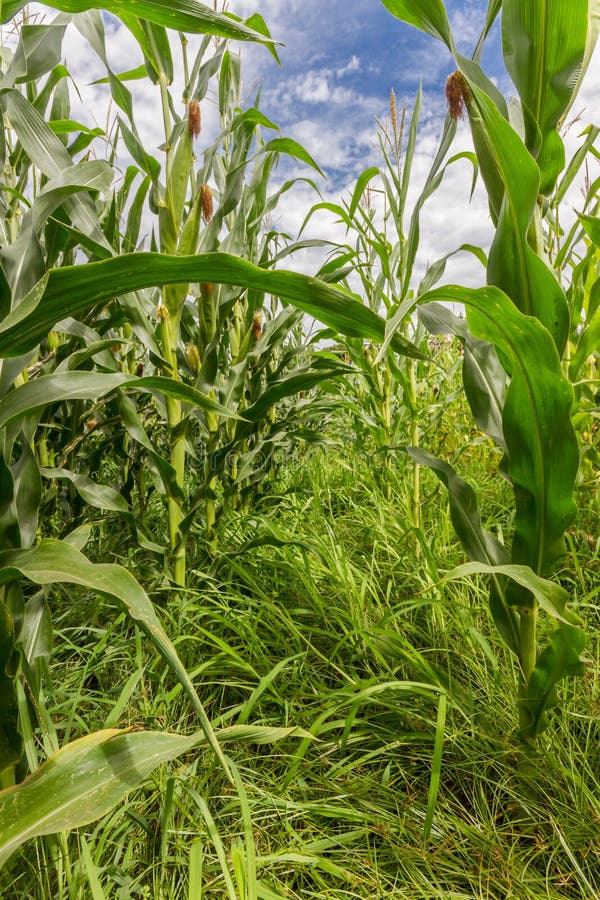 Maize field stock photo. Image of farm, grain, farming - 42614204