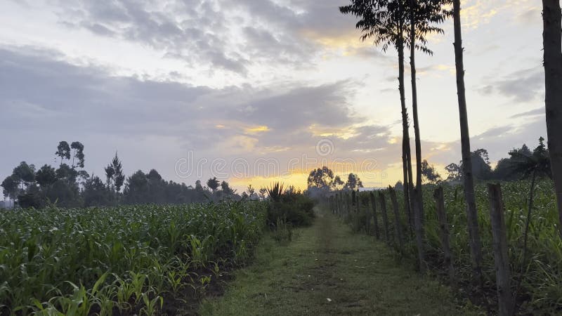Maize field at sunset stock video. Video of africa, separates - 249627537
