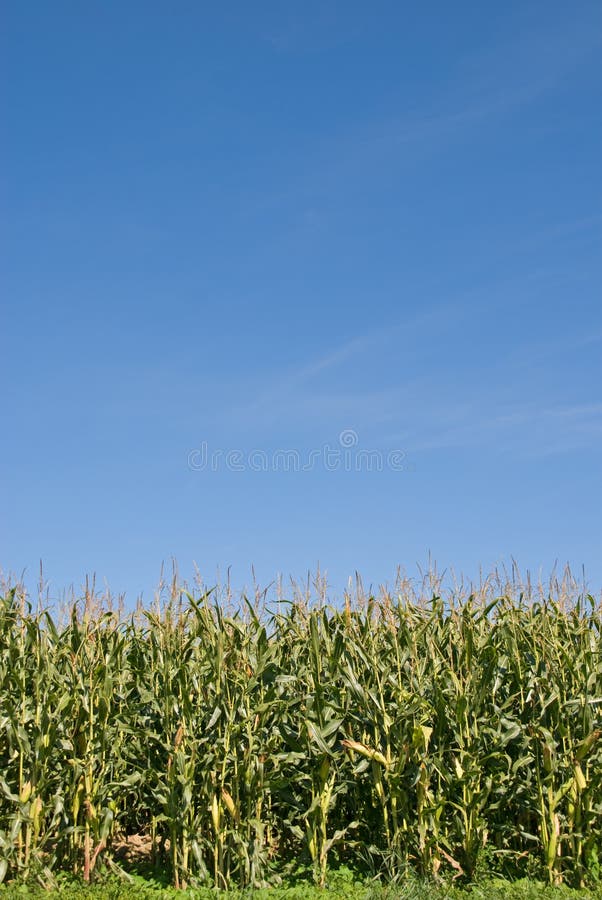 In the maize field stock image. Image of agriculture - 191153123