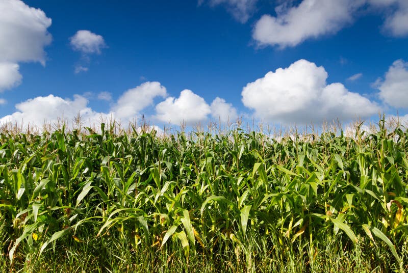 Maize field stock image. Image of field, green, corn - 44062147
