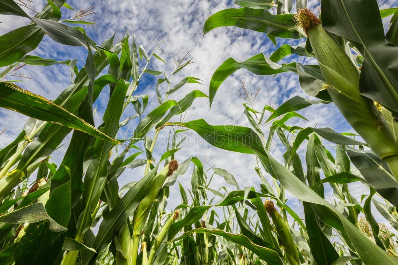 Maize field stock photo. Image of maize, yellow, corn - 42543162
