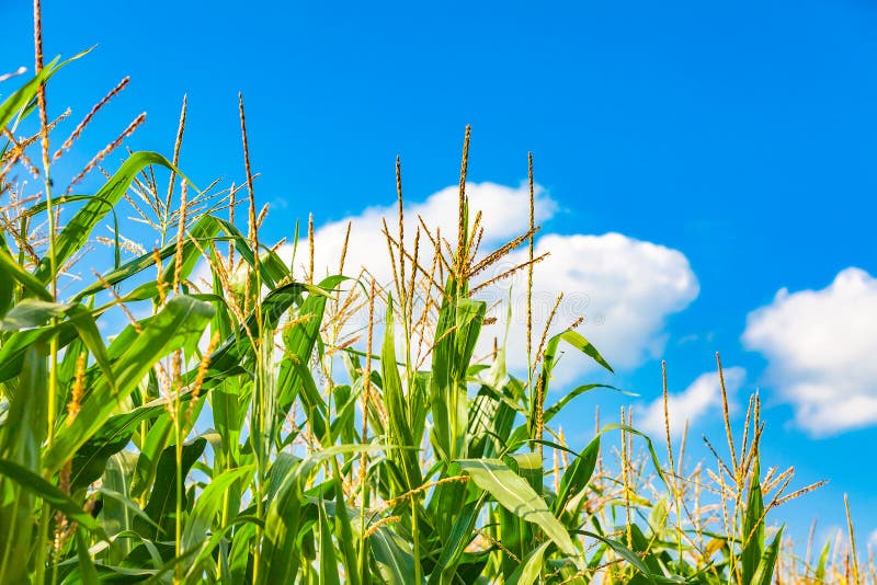 Maize field stock image. Image of country, harvest, healthy - 83744257