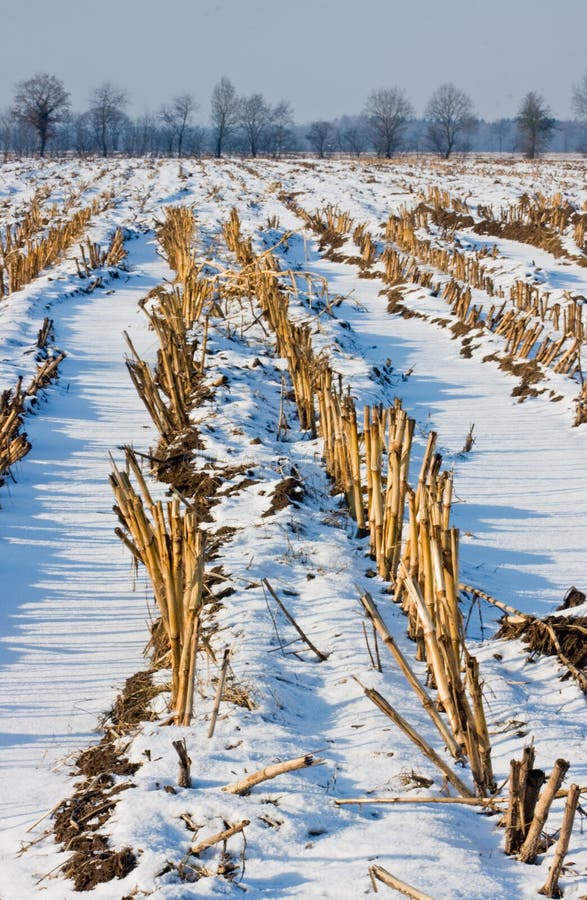 Maize field in winter stock photo. Image of field, sweetcorn - 23234462