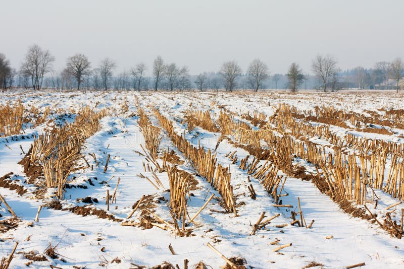 Maize field in winter stock photo. Image of cold, farming - 138148846