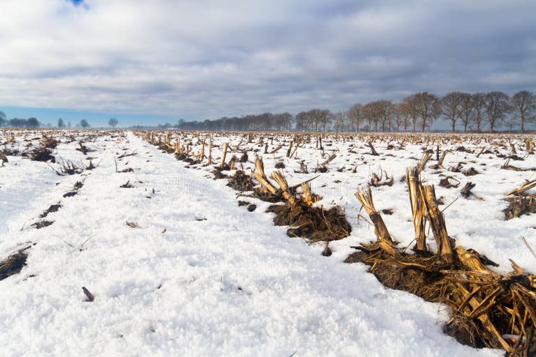 Maize field in winter stock photo. Image of stubbles - 84487132