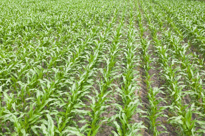Maize_field stock photo. Image of leaf, crop, nature - 180722728