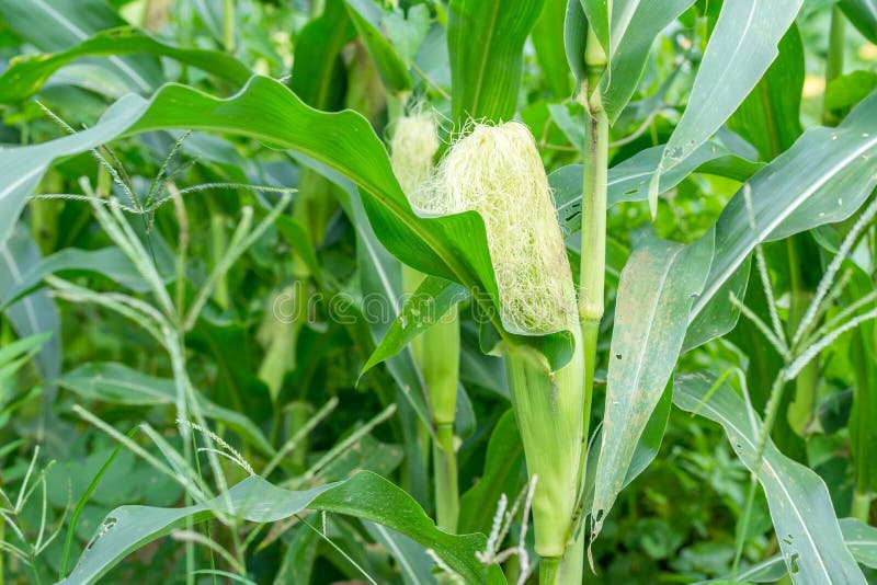 Maize flower stock photo. Image of cuisine, crop, flour - 25057600