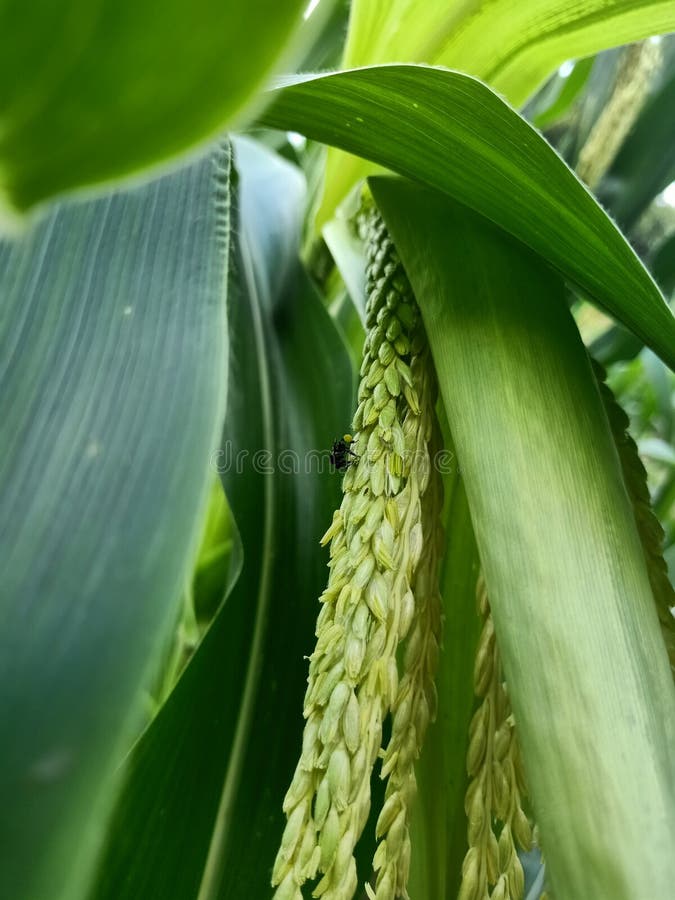 Maize flower and leaves stock image. Image of greencolor - 231203871