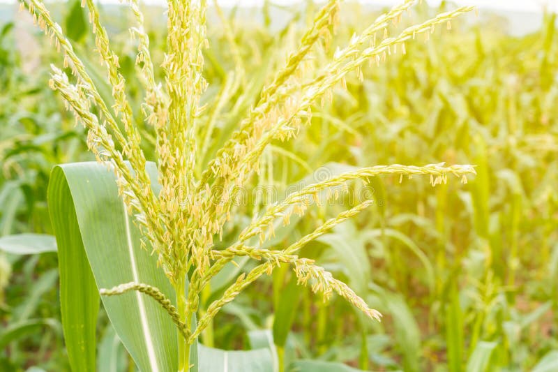 Maize Flower in Thecorn Field Stock Image - Image of garden, natural ...