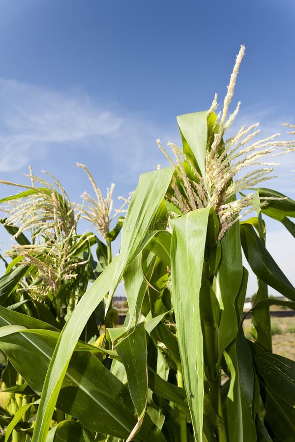Maize Flowers in a Corn Field with Blue Sky Background Stock Photo ...