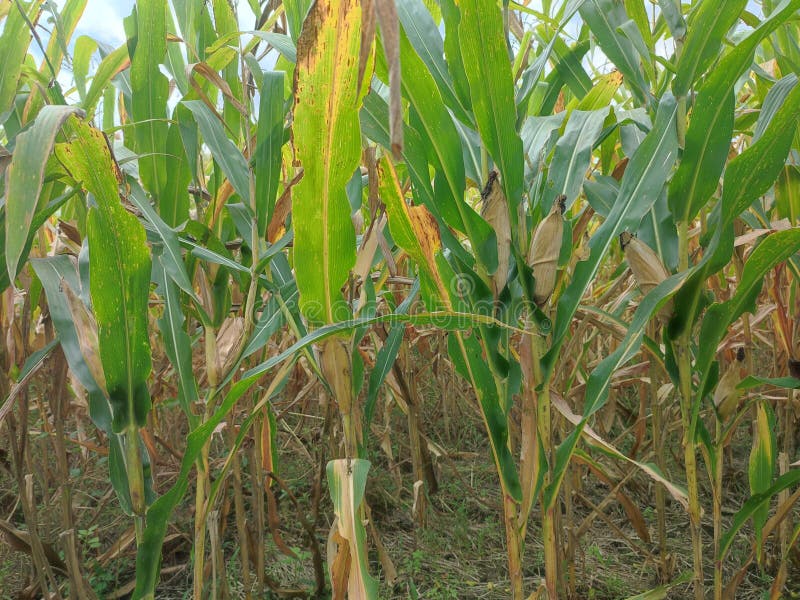 Maize Food Crops in Rice Fields in Asia Stock Image - Image of crops ...