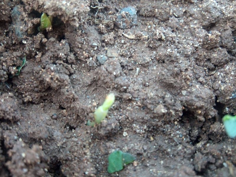 Maize germination process stock photo. Image of soil - 216898764