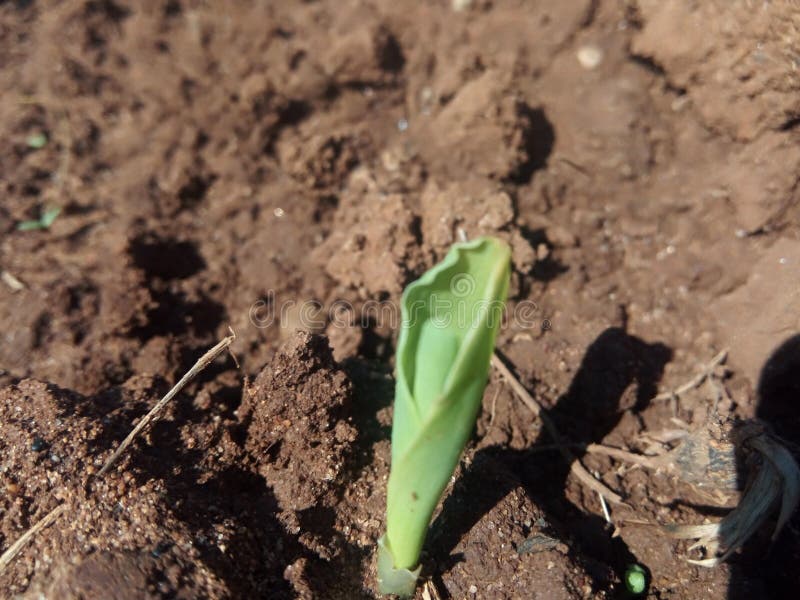 Maize germination process stock image. Image of insect - 216898775