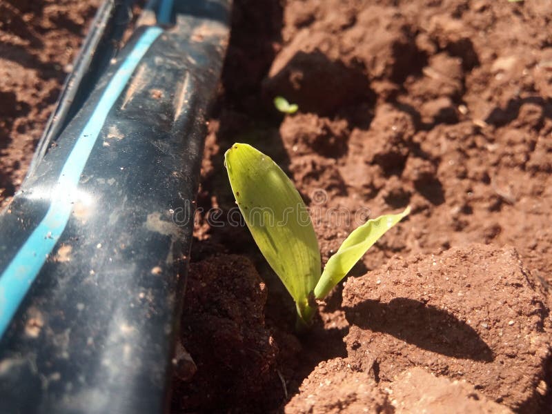 Maize germination process stock photo. Image of soil - 216898764