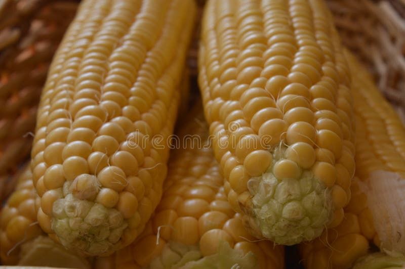 Maize stock image. Image of golden, crop, food, ripe - 77678141