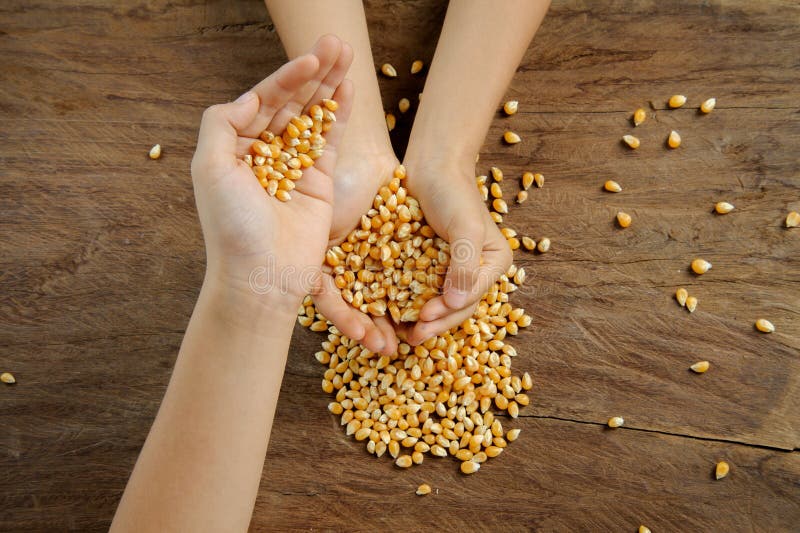 Maize grain in hand. stock photo. Image of child, background - 61589126