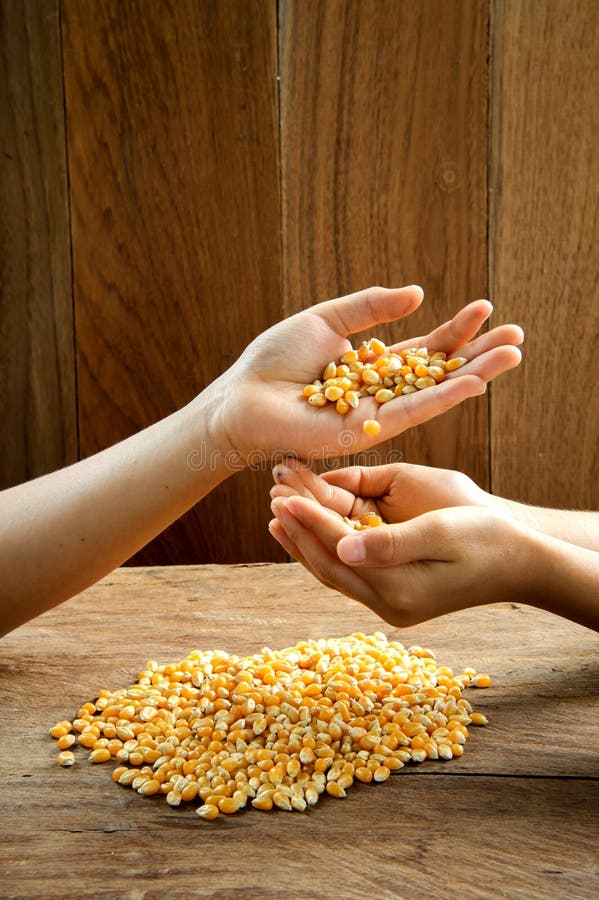 Maize grain in hand. stock photo. Image of move, child - 65109470