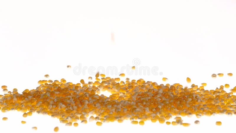 Maize Grains Falling Out. Close Up. White. Slow Motion Stock Video ...