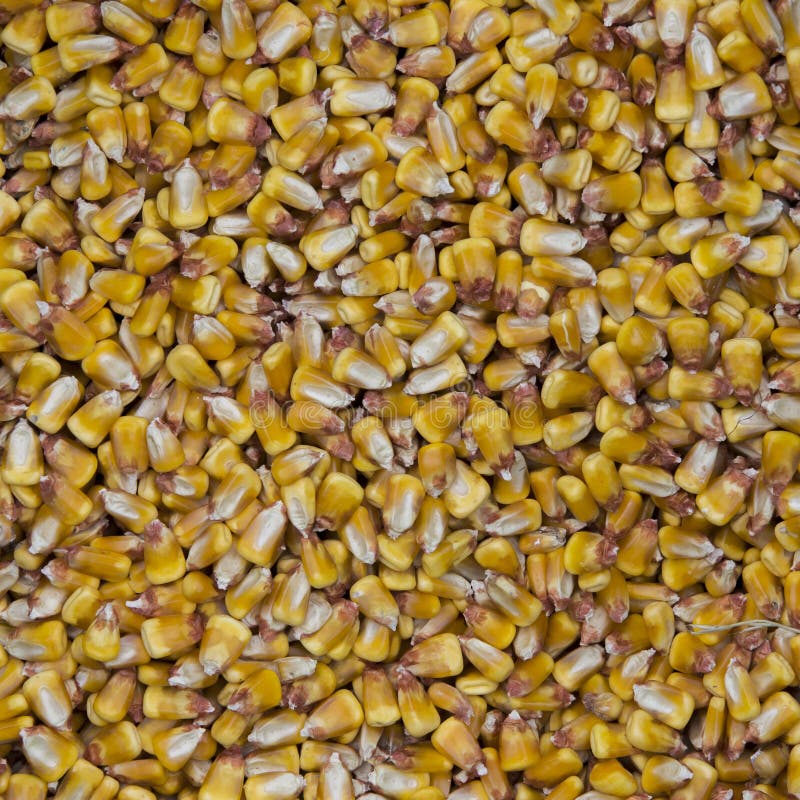 Maize Grains Texture Harvested Corn. Stock Photo - Image of grains ...