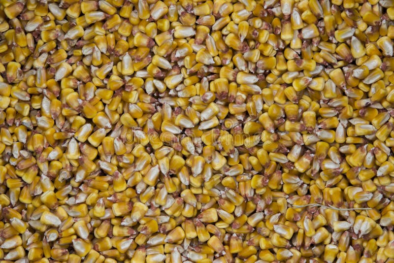 Maize Grains Texture Harvested Corn. Stock Image - Image of healthy ...
